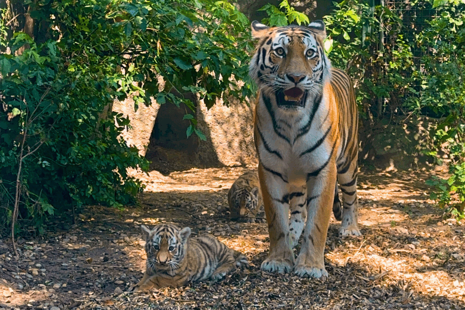 The Tiger Cubs Make Their Debut