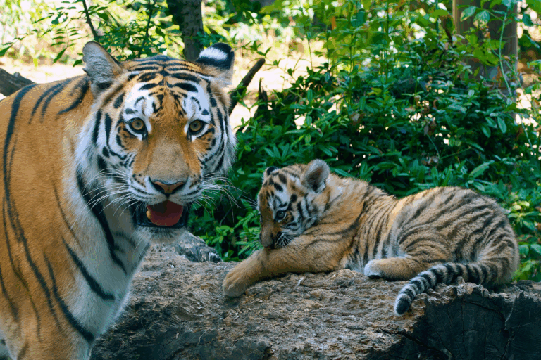 Tiger History - Budapest Zoo and Botanical Garden